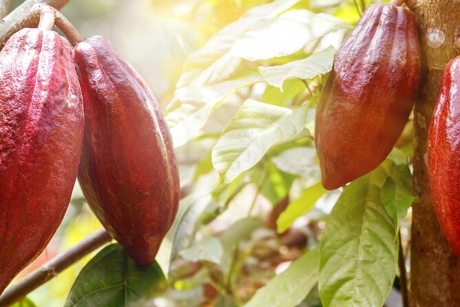 Guided Tour of the Artisan Chocolate Factory in Tuscany - Insights Into the Chocolate-Making Process