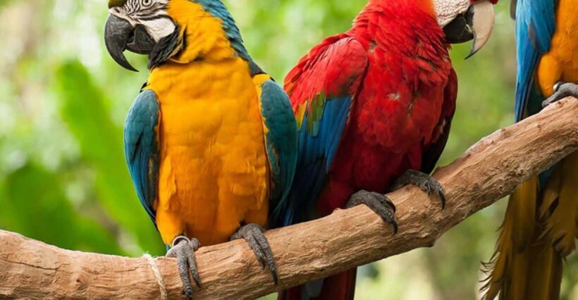 Guided Tour of the Bird Park (VIP) - Introduction: Why Consider the VIP Bird Park Tour?