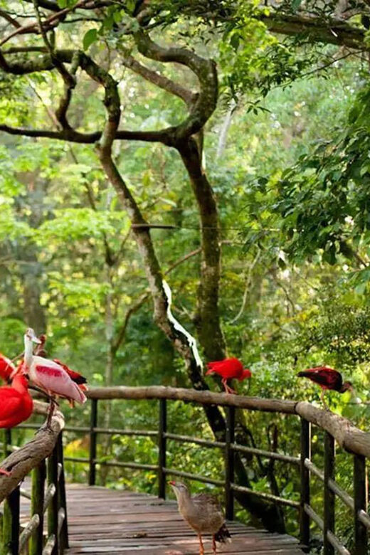 Guided Tour of the Bird Park (VIP) - The Itinerary: What to Expect