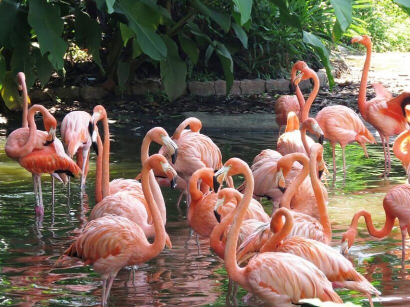 Guided Tour of the Bird Park (VIP) - What Travelers Say
