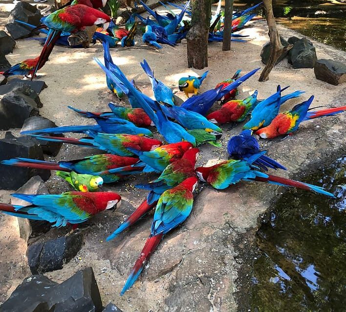 Guided Tour of the Bird Park (VIP) - Practical Details and Tips