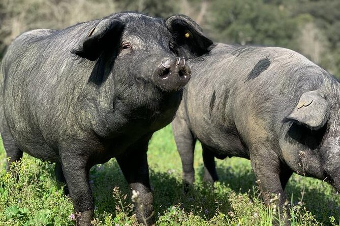 Guided Tour of the Genal Valley - The Itinerary in Detail