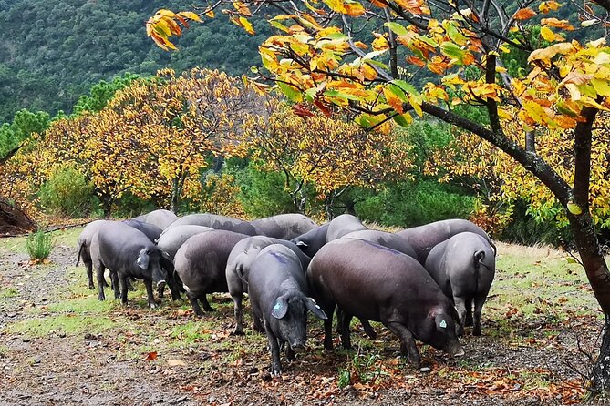 Guided Tour of the Genal Valley - Final Words
