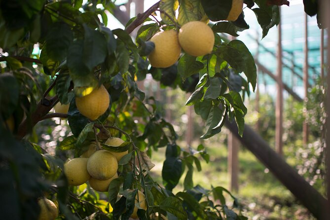 Guided Tour of the History and Tradition of the Sorrento Lemon - Harvesting the Iconic Citrus Fruit