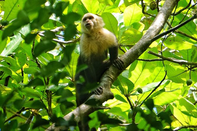 Guided Tour of the National Park Manuel Antonio - Booking and Confirmation Process