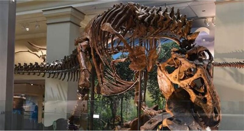 Guided Tour of The Natural History Museum - Practical Details