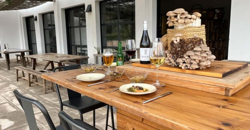 GUIDED TOUR + TASTE IN A MUSHROOM FARM - Why It’s Worth the Price