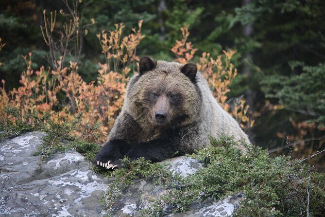 Guided Tour to Banff Highlights & Wildlife With Gondola Admission - A Closer Look at the Itinerary