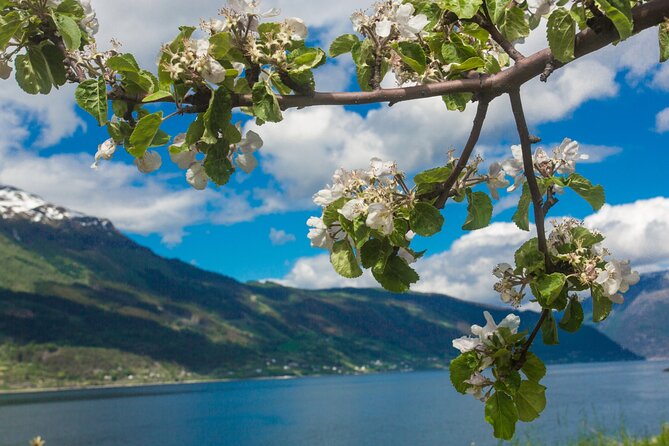 Guided Tour to Hardanger Fjord, Waterfalls and Ferry Crossing - Insights Into Local Culture and History