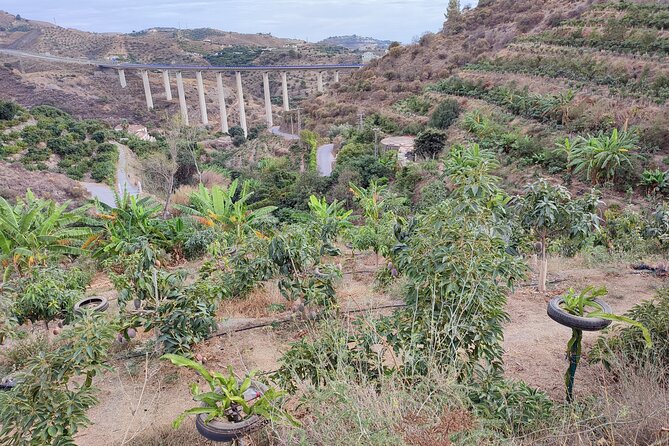 Guided Tour to the Only Coffee Farm in Europe - Sustainable Farming Practices
