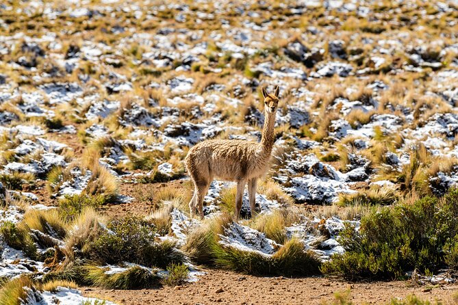 Guided Tour to the Tatio Geyser Breakfast at Geyser Blanco - Exploring the Tatio Geyser