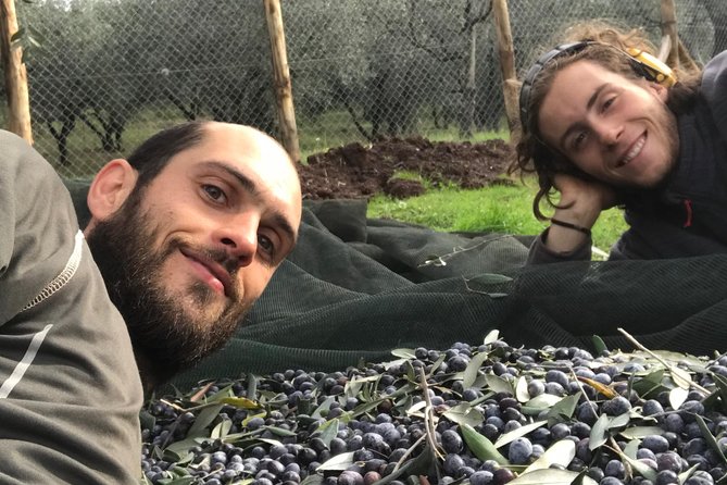 Guided Tours of the Olive Grove With Oil Tasting. - Accessibility and Amenities