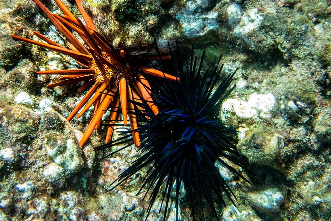 Guided Turtle Town Snorkeling Tour with Underwater Photos - FAQs