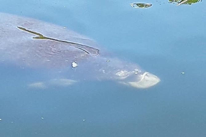 Guided Two Hour Boat Tour of the Indian River Lagoon - Discovering the Merritt Island National Wildlife Refuge