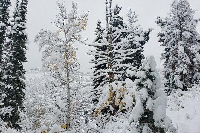 Guided Uinta Forest 3-Mile Hike w/fire + Lunch/charcuterie Stop - The Itinerary: What to Expect from Start to Finish