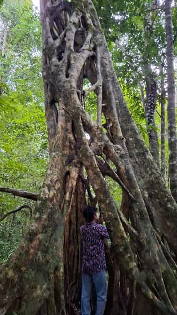 Guided visit in the Palenque jungle (Palenque National Park) - The Experience of the Environment