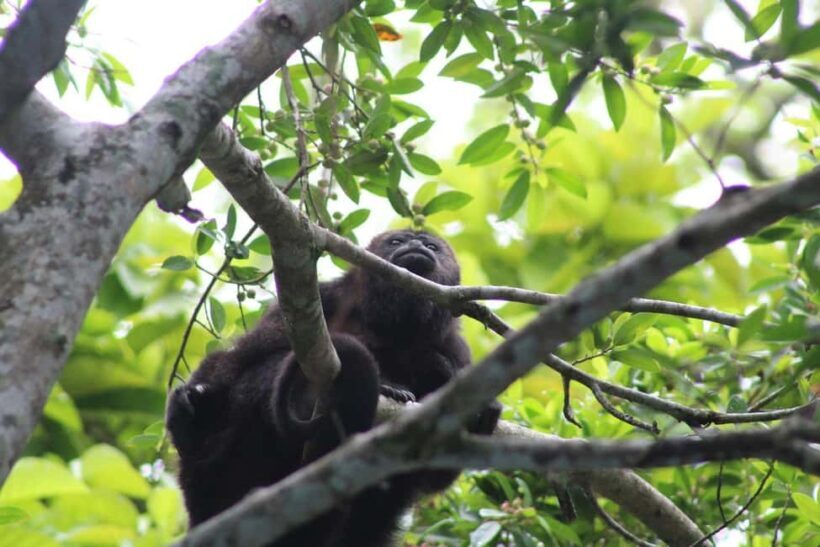 Guided visit in the Palenque jungle (Palenque National Park) - Who Will Enjoy This Tour?
