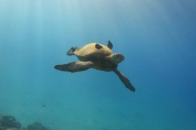 Guided Waikiki Turtle Snorkeling with Pick-up - What to Expect from the Waikiki Turtle Snorkeling Tour