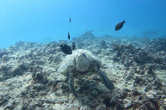 Guided Waikiki Turtle Snorkeling with Pick-up - Final Thoughts