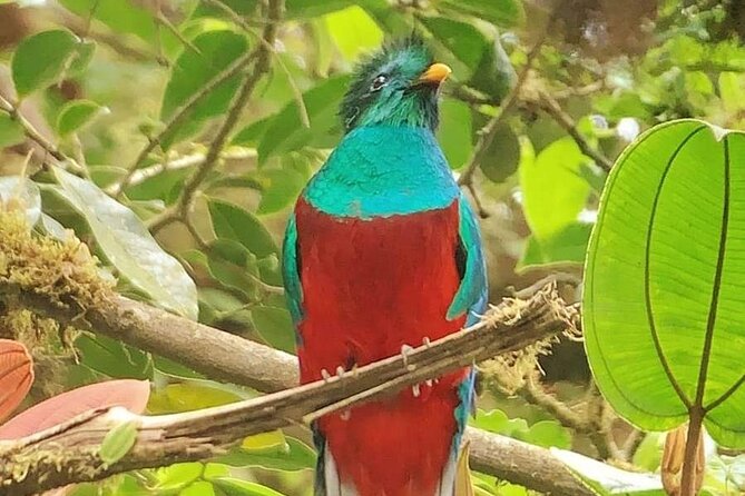 Guided Walk to the Monteverde Cloud Forest Preserve - Entrance Fees Breakdown