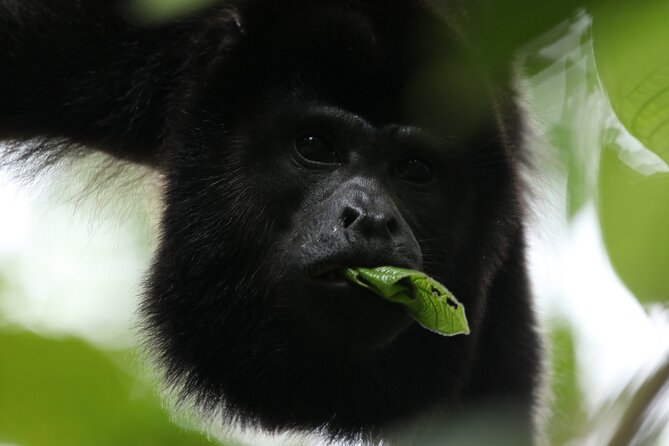 Guided Walk to the Monteverde Cloud Forest Preserve - Accessibility and Health Considerations