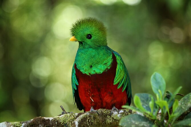 Guided Walk to the Monteverde Cloud Forest Preserve - Traveler Reviews and Feedback