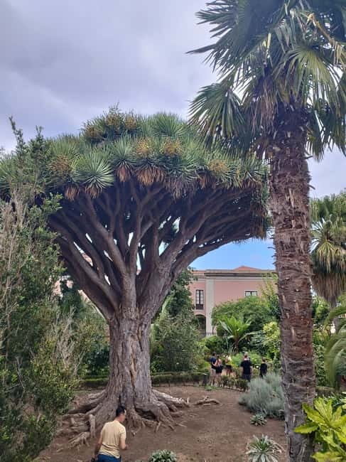 Guided walking tour in La Orotava,Tenerife - Key Points