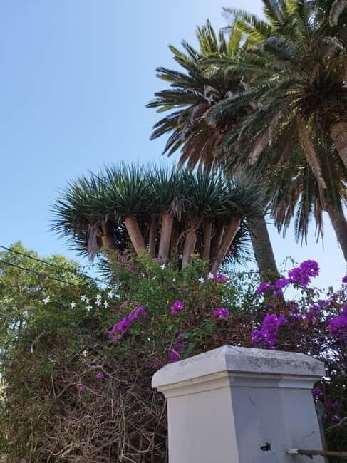 Guided walking tour in La Orotava,Tenerife - A Detailed Look at the La Orotava Guided Tour