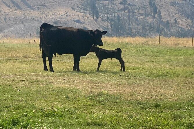 Guided Walking Tour of Methow Meadows and Meet the Animals - Visuals and Atmosphere