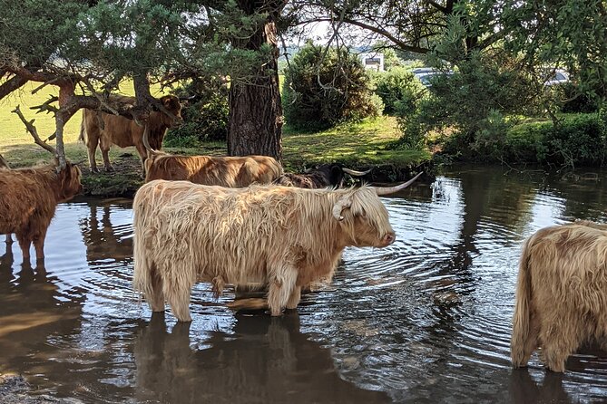 Guided Walking Tour of New Forest National Park in Hampshire - Discovering the Diverse Wildlife of the New Forest