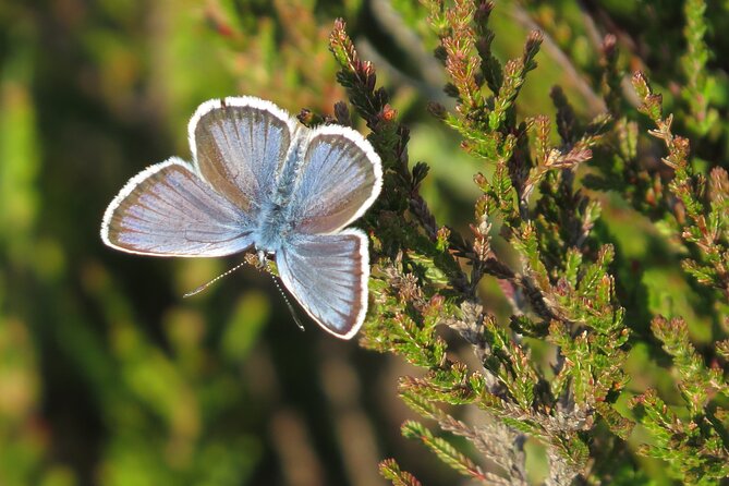Guided Walking Tour of New Forest National Park in Hampshire - Meeting Point and Logistics