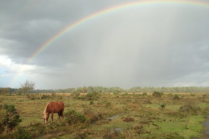 Guided Walking Tour of New Forest National Park in Hampshire - Accessibility and Participation