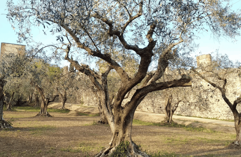 Guided Walking Tour on Verona Hillside - The Sum Up
