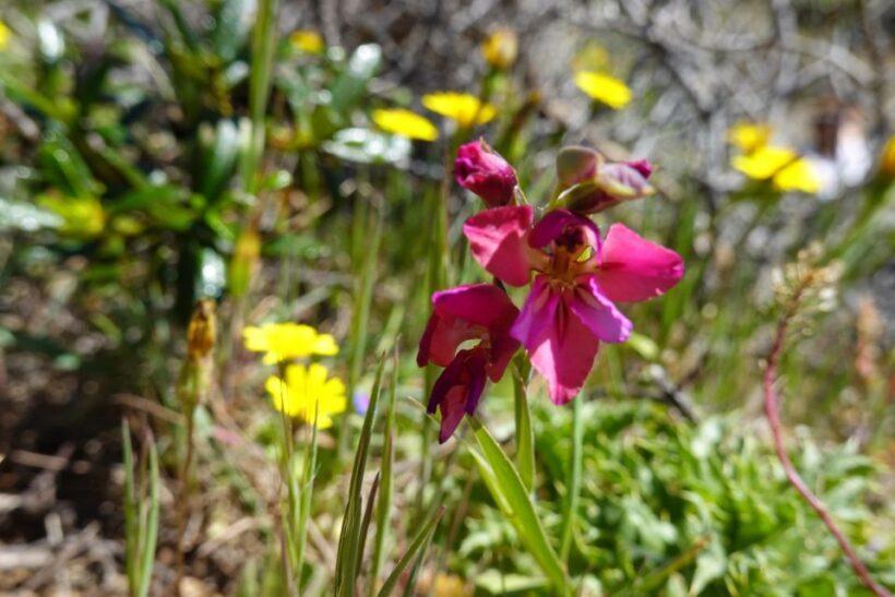 Guided Walk+Picnic: Western Algarve´s Wild Beauty - Exploring the Wild Side of the Western Algarve: A Guided Walk and Picnic Experience