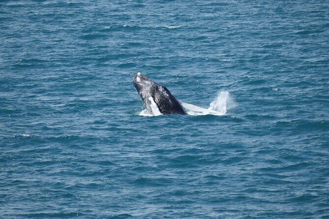 Guided Whale Watching Experience from Reykjavik - An In-Depth Look at the Whale Watching Experience