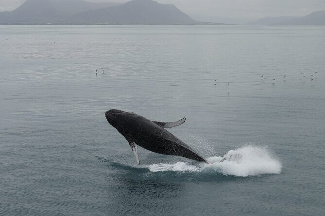 Guided Whale Watching Experience from Reykjavik - The Itinerary Breakdown