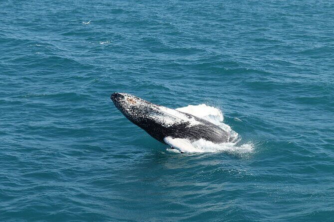 Guided Whale Watching Experience from Reykjavik - The Sum Up
