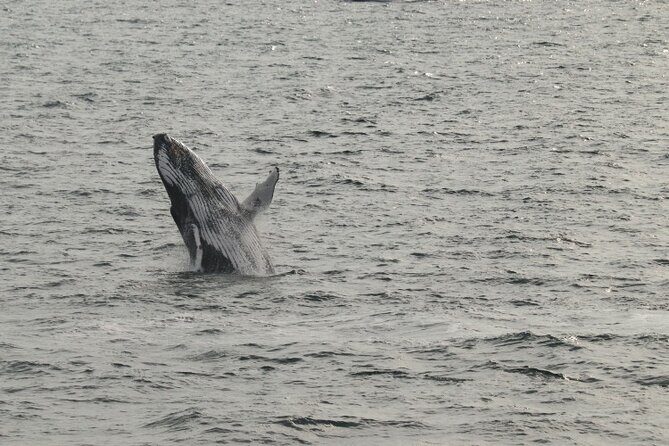 Guided Whale Watching Experience from Reykjavik - FAQs