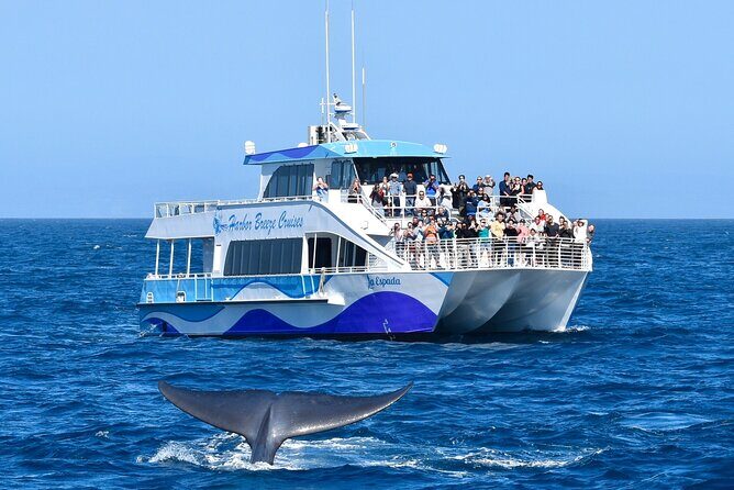 Guided Whale Watching Tour from Long Beach - The Itinerary: What to Expect and Why It Matters