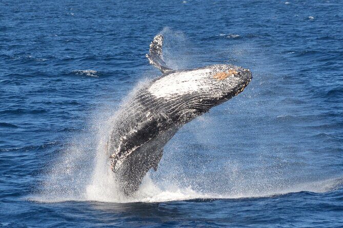 Guided Whale Watching Tour from Long Beach - Who Should Consider This Tour?