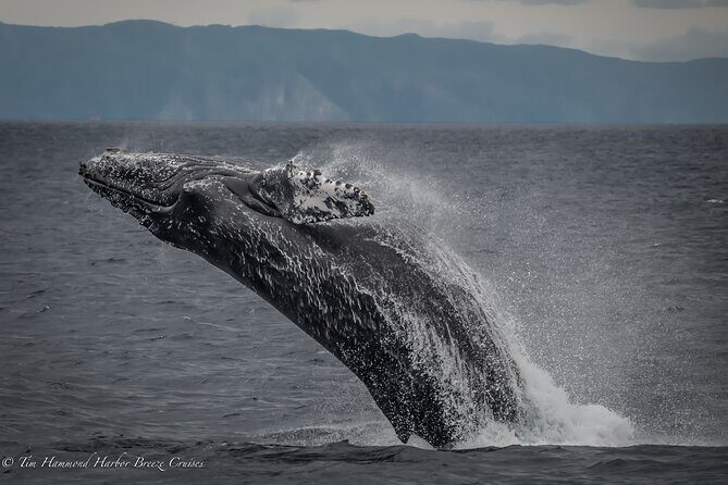 Guided Whale Watching Tour from Long Beach - The Sum Up: Is This Tour Worth Your Time?