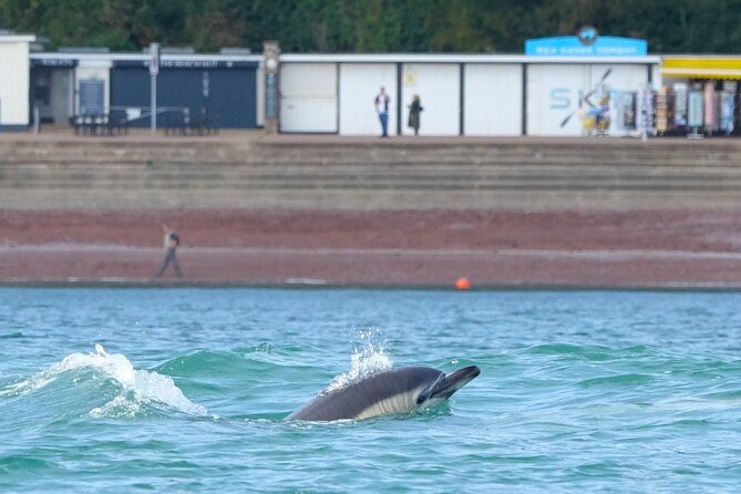 Guided Wildlife and Sea Cave Kayak Safari in English Riviera - Tour Details and Inclusions