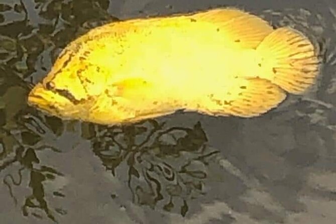 Guided Wildlife Eco Kayak Tour in New Smyrna Beach - Frequently Asked Questions
