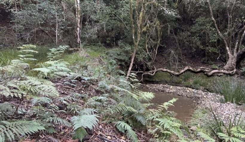 Guided Wildlife Tour and Forest Walk with Lunch Platter - Key Points