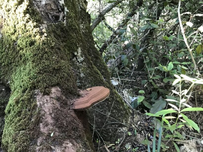 Guided Wildlife Tour and Forest Walk with Lunch Platter - Value for Money and Practical Tips