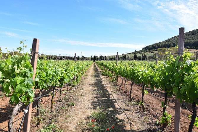 Guided Wine and Olive Oil Tasting - Pricing and Booking Details