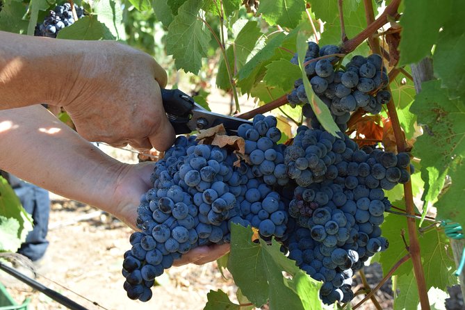 Guided Wine and Olive Oil Tasting - Why You Should Join This Tasting Experience