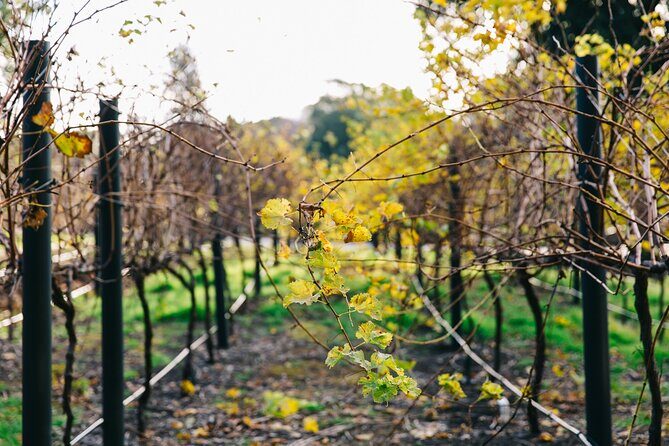 Guided Wine Journey and Discovery Tasting Tour in Adelaide - Who Will Love This Tour?
