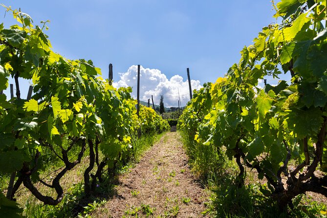 Guided Wine Tasting Experience in a Roman Vineyard - Key Points