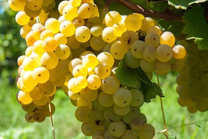 Guided Wine Tasting Experience in a Roman Vineyard - Wine and Food Pairing